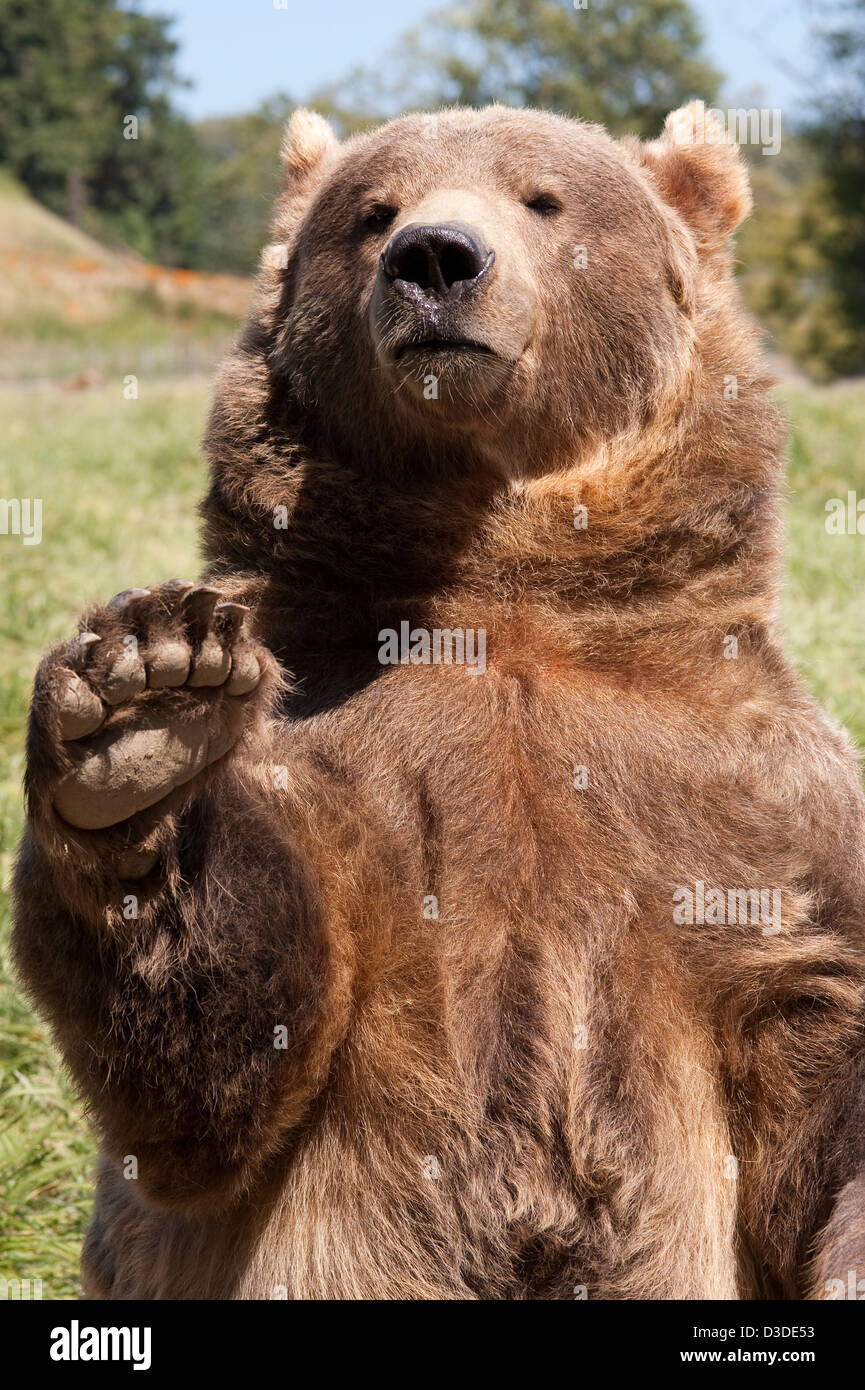 Sequim Game Farm, Olympische Spiel Farm Kodiak Bären Stockfotografie ...