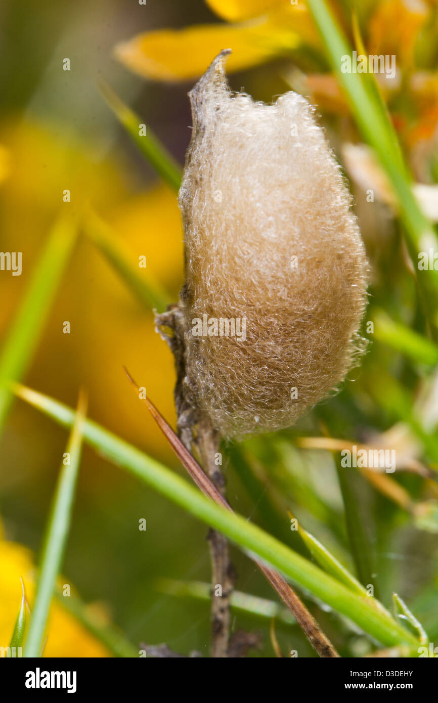 Moth silk cocoon plant -Fotos und -Bildmaterial in hoher Auflösung – Alamy