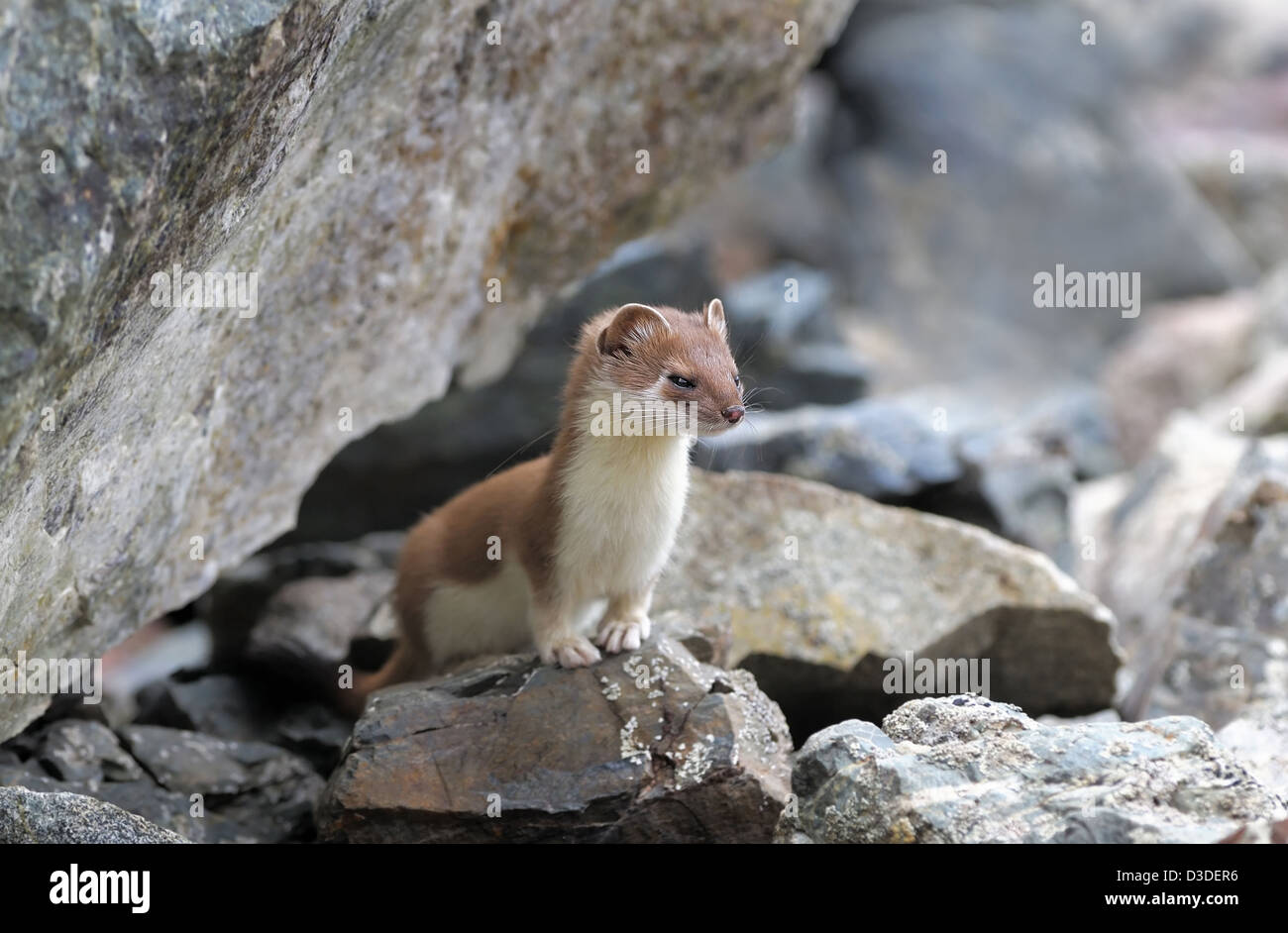 Hermelin mustela erminea -Fotos und -Bildmaterial in hoher Auflösung ...
