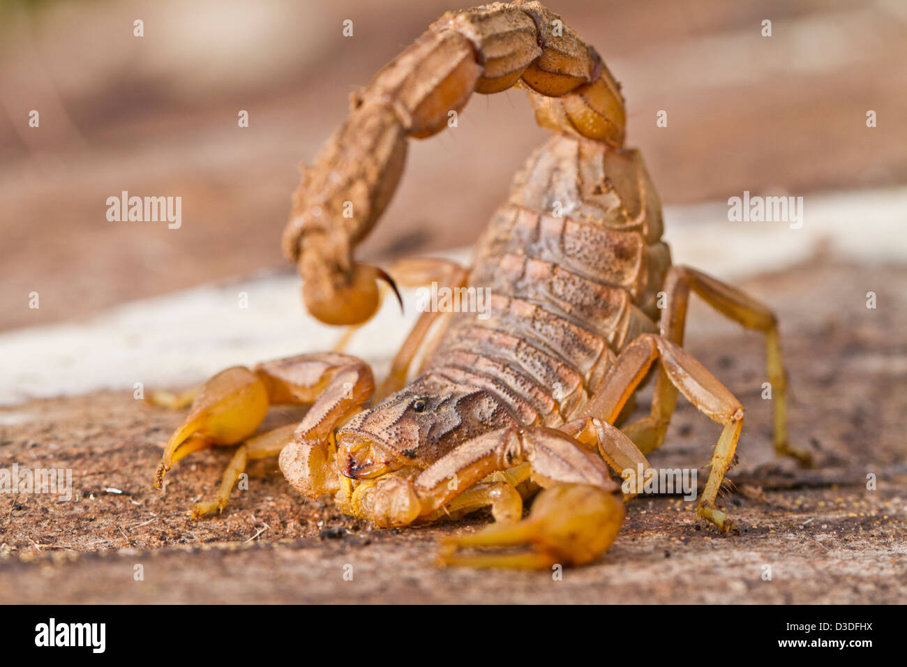 Buthus occitanus -Fotos und -Bildmaterial in hoher Auflösung – Alamy