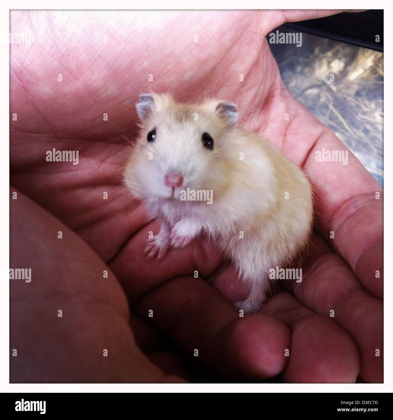 Zwerghamster phodopus -Fotos und -Bildmaterial in hoher Auflösung – Alamy