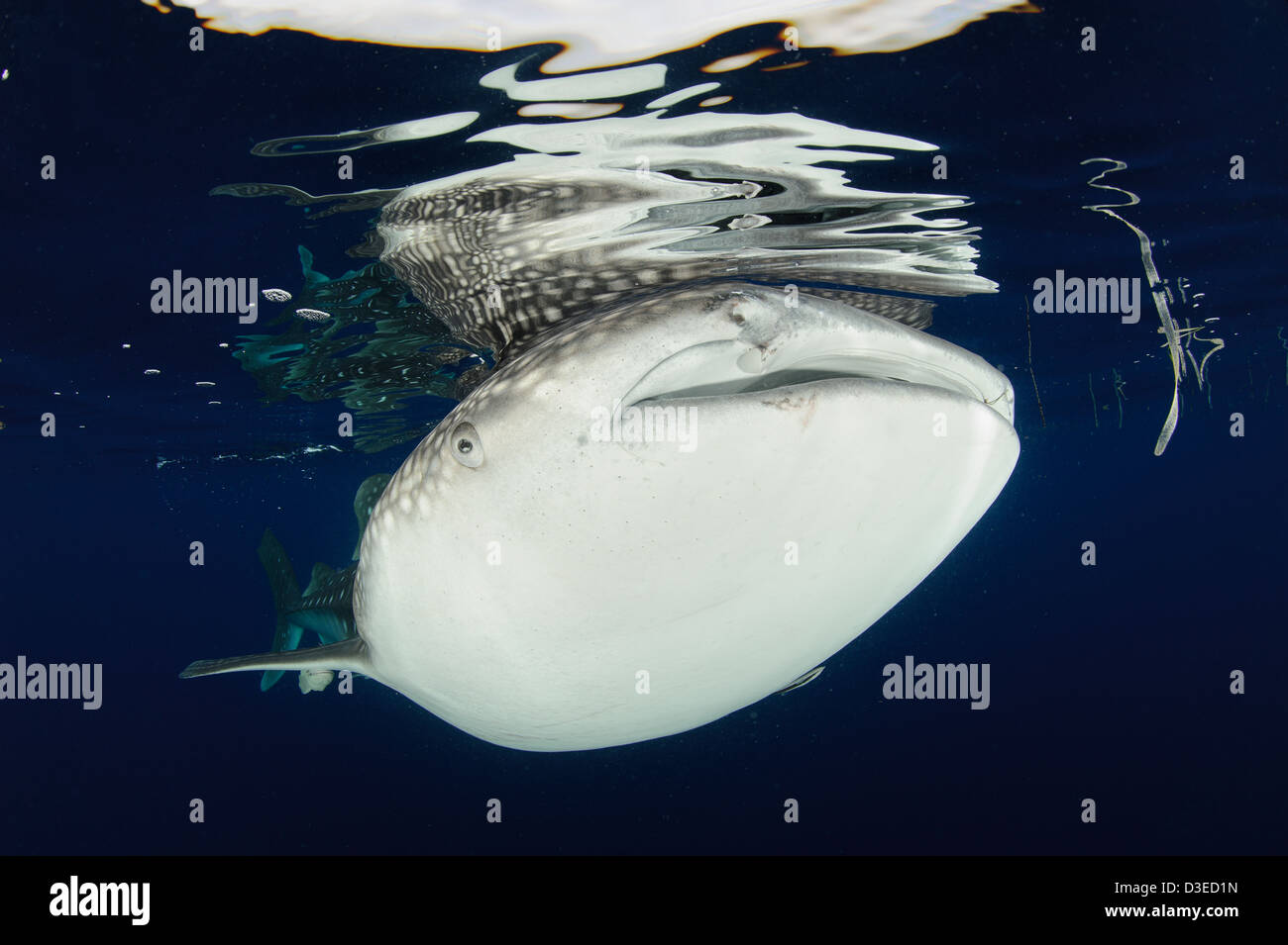 Walhai hautnah -Fotos und -Bildmaterial in hoher Auflösung – Alamy