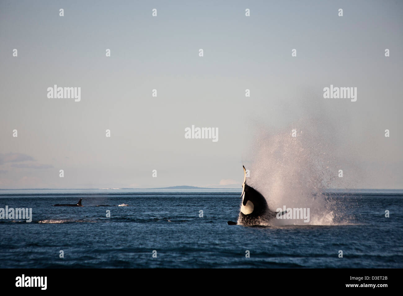 Orca wal schprung aus dem wasser -Fotos und -Bildmaterial in hoher ...