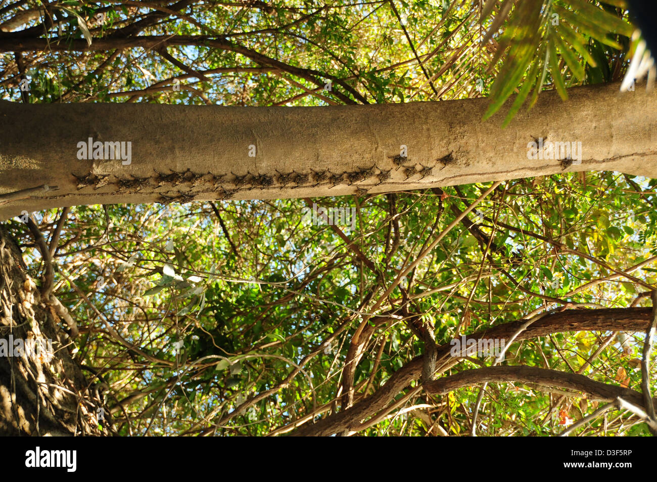 Brazillian Wildtiere Stockfotos und -bilder Kaufen - Alamy