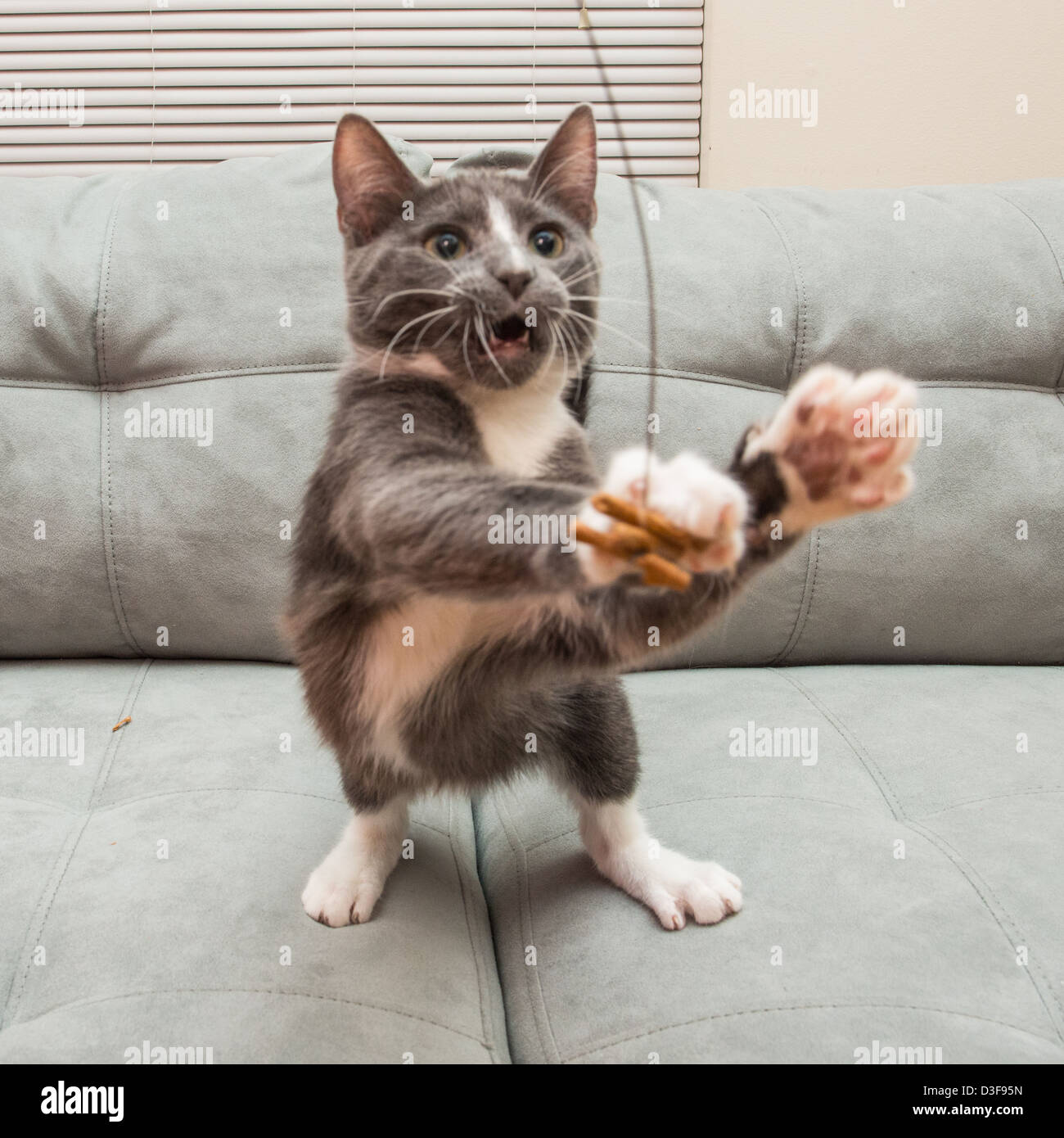 Katze springen -Fotos und -Bildmaterial in hoher Auflösung – Alamy