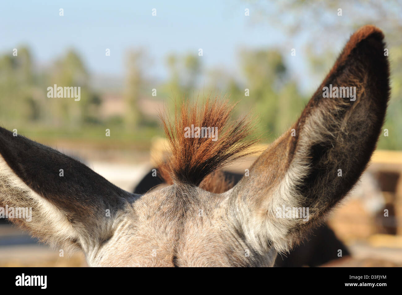 Monkey ears -Fotos und -Bildmaterial in hoher Auflösung – Alamy
