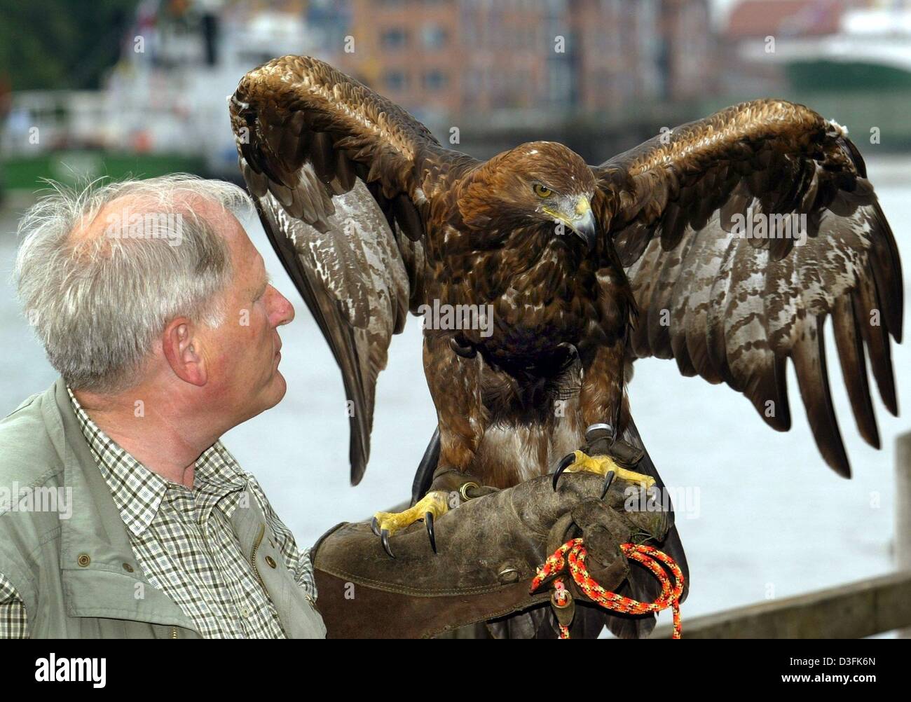 (Dpa) - Falkner Joachim Klapproth Präsentation der Steinadler ist eines ...