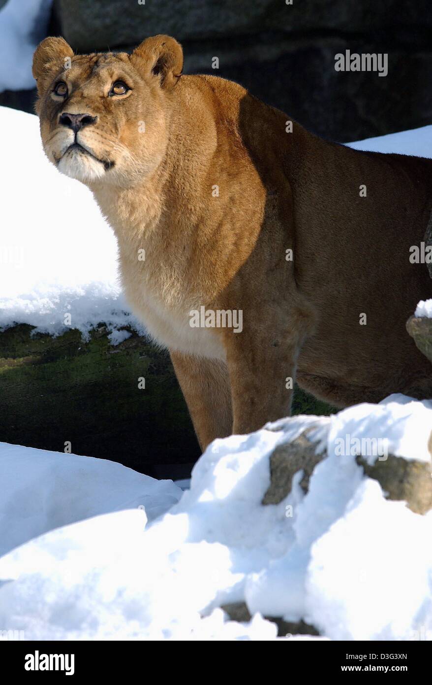 (Dpa) - Kollegen ein Löwe unter einem Felsvorsprung, vermutlich mit dem ...