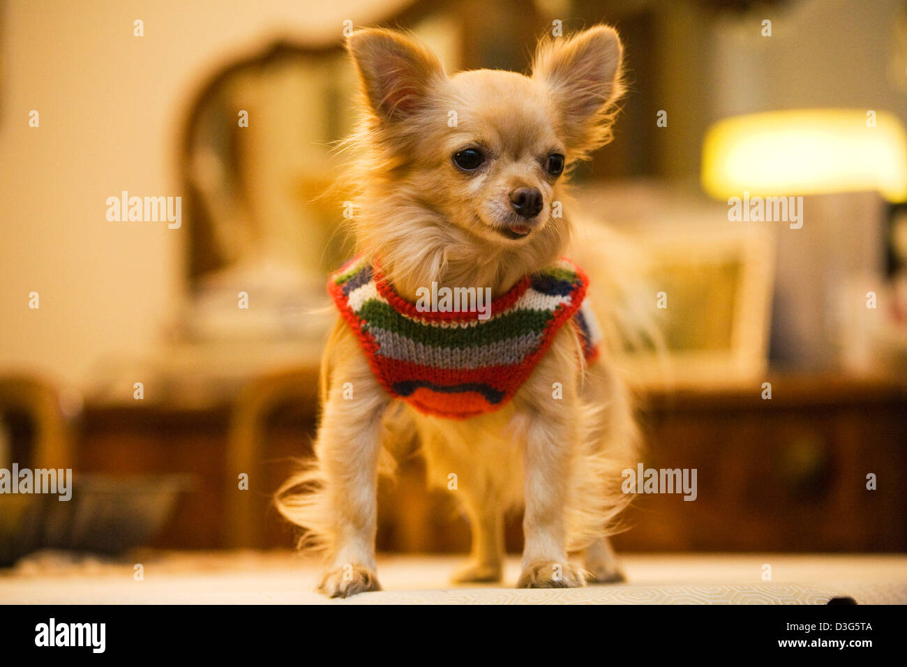 Süser hund -Fotos und -Bildmaterial in hoher Auflösung – Alamy