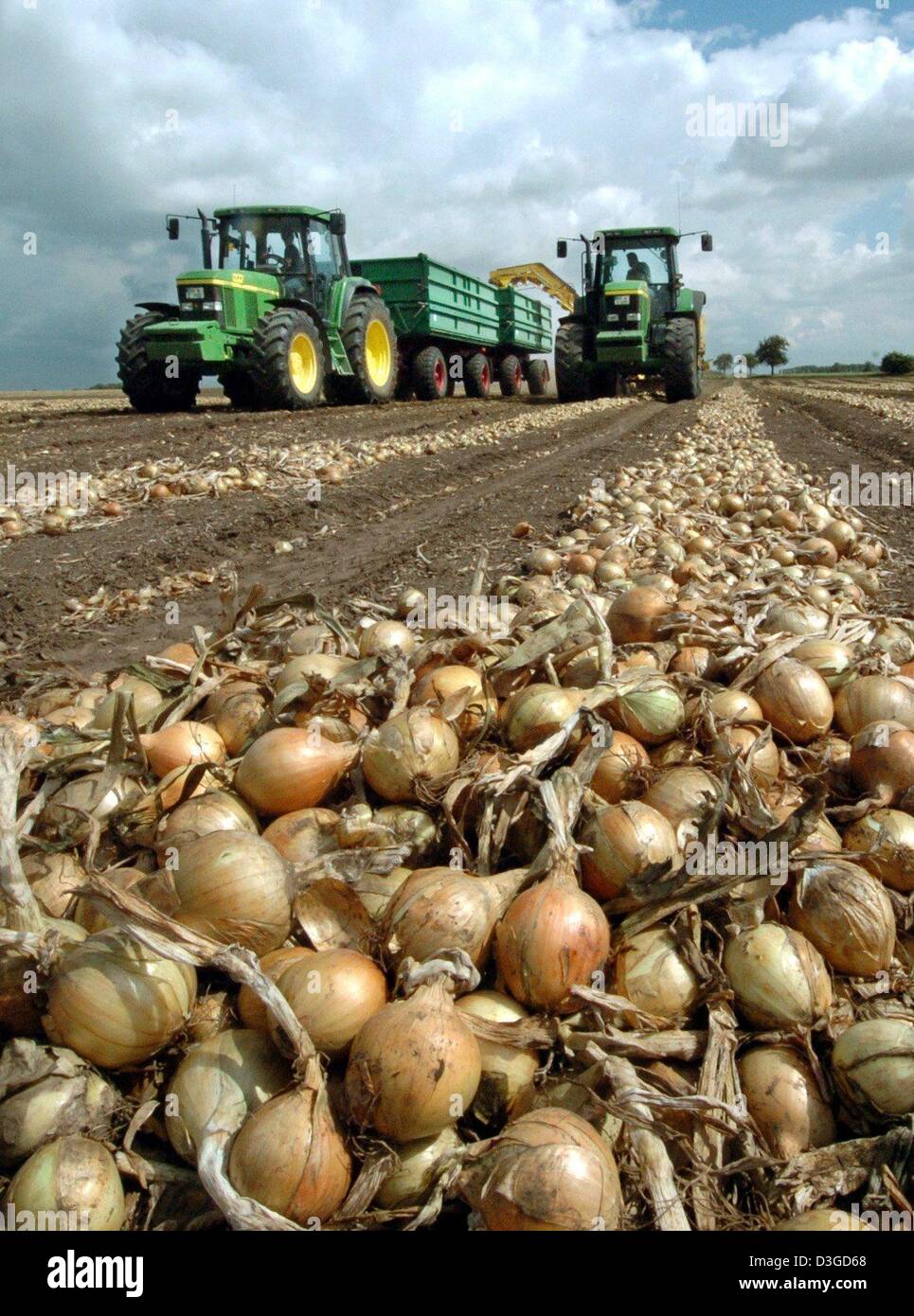 (Dpa) - Landwirte die Calbe/Saale Bauern kooperative Ernte Zwiebeln mit einer speziellen ...