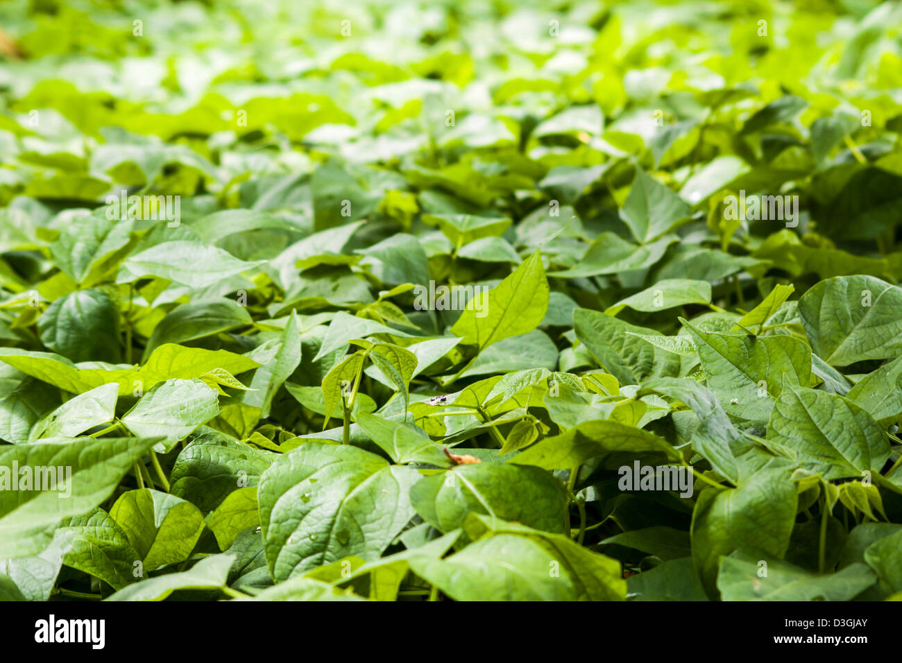 Soi bean -Fotos und -Bildmaterial in hoher Auflösung – Alamy