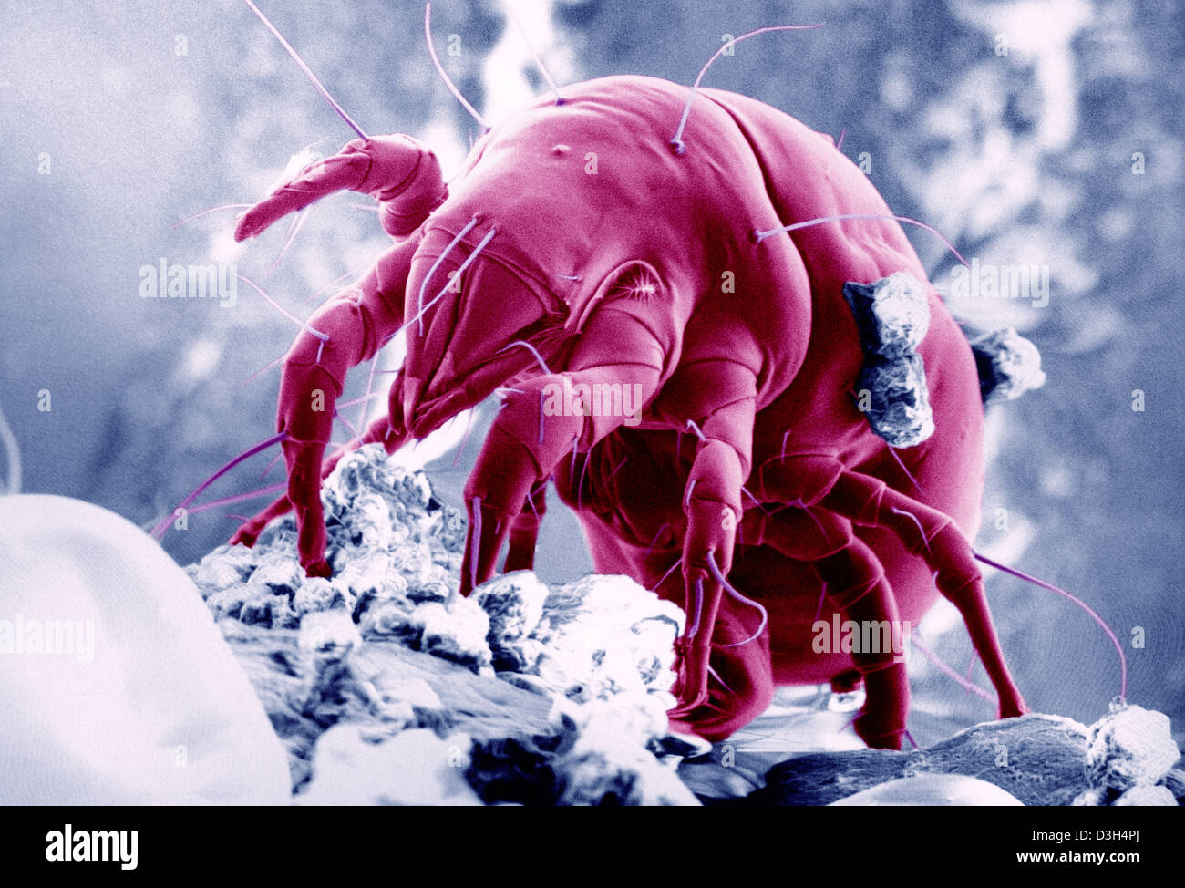 Acarus Siro Stockfotos und -bilder Kaufen - Alamy