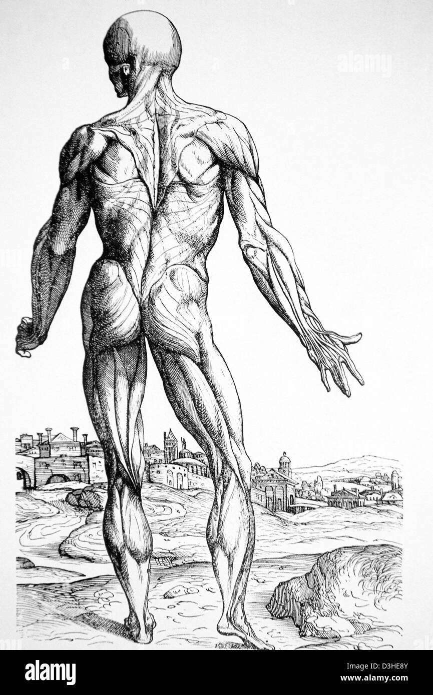 Vesalius menschliche muskulatur anatomie -Fotos und -Bildmaterial in ...