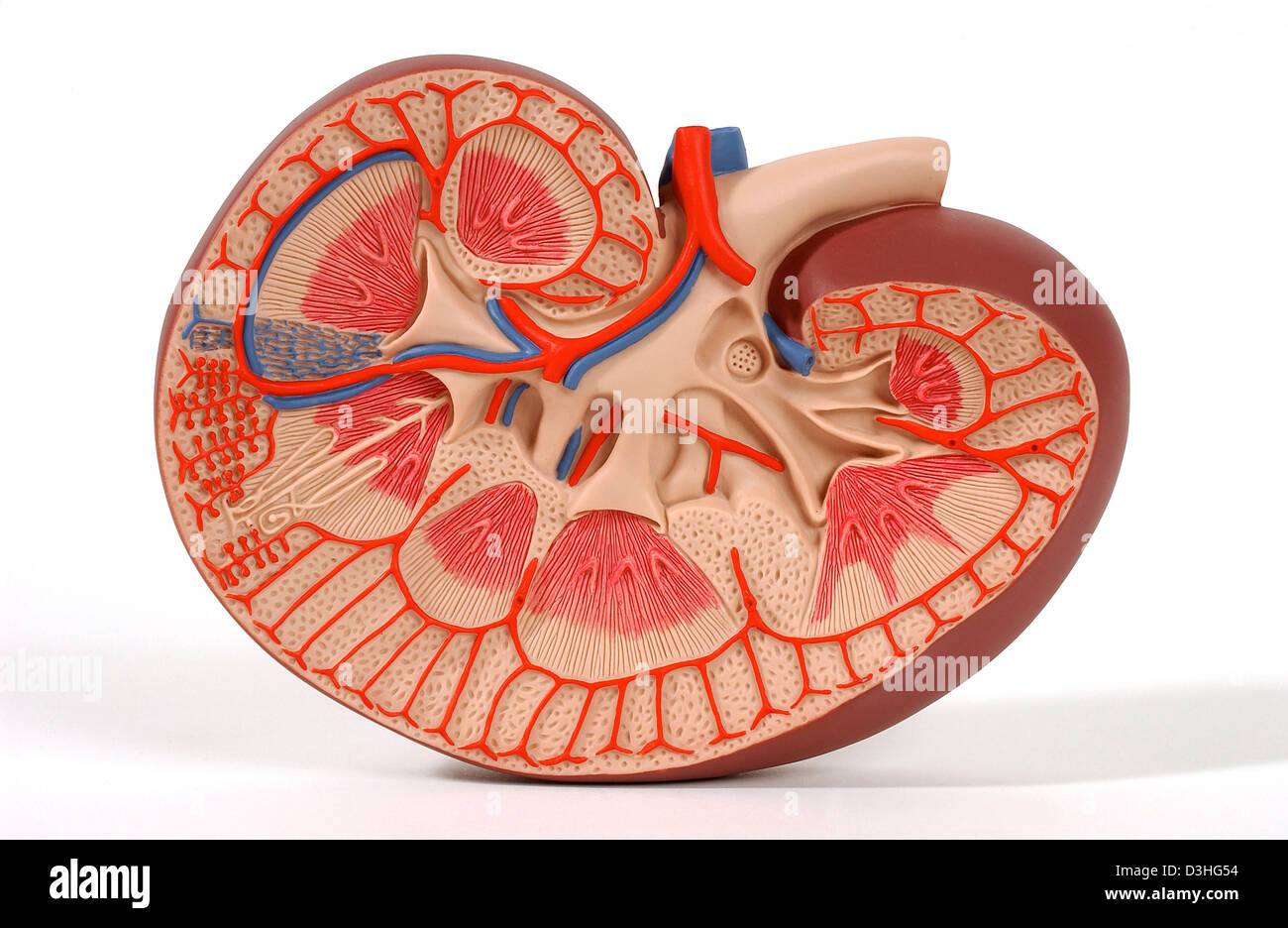 Arteria renalis Stockfotos und -bilder Kaufen - Alamy