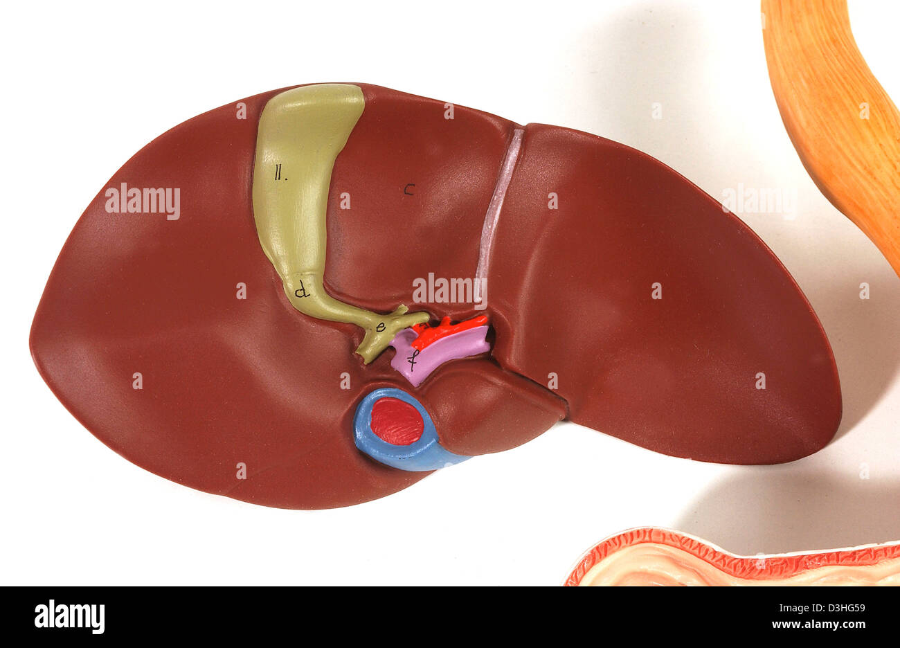 Richtige leberarterien -Fotos und -Bildmaterial in hoher Auflösung – Alamy