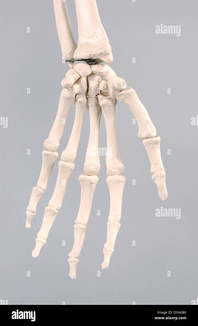 Human carpus metacarpal -Fotos und -Bildmaterial in hoher Auflösung – Alamy