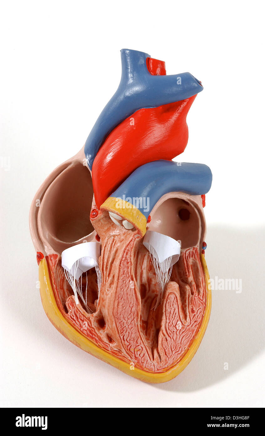 Chordae Tendineae Stockfotos und -bilder Kaufen - Alamy