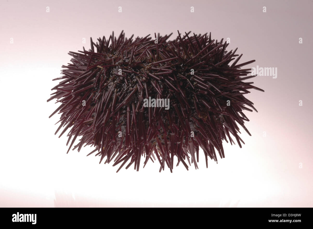 Seeigel essen -Fotos und -Bildmaterial in hoher Auflösung – Alamy