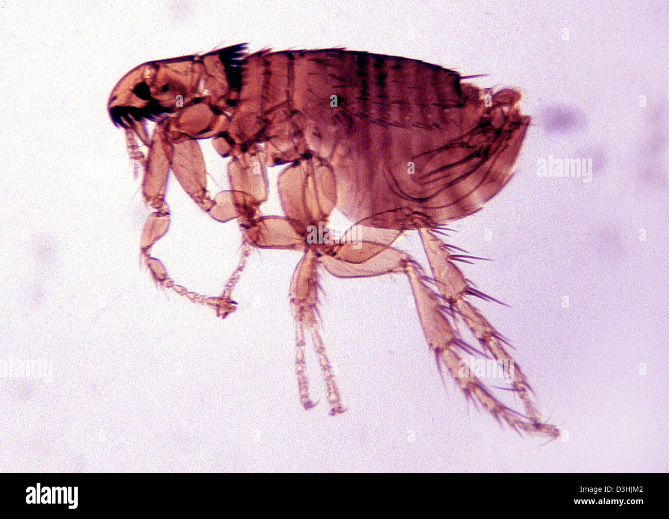 Der floh -Fotos und -Bildmaterial in hoher Auflösung – Alamy