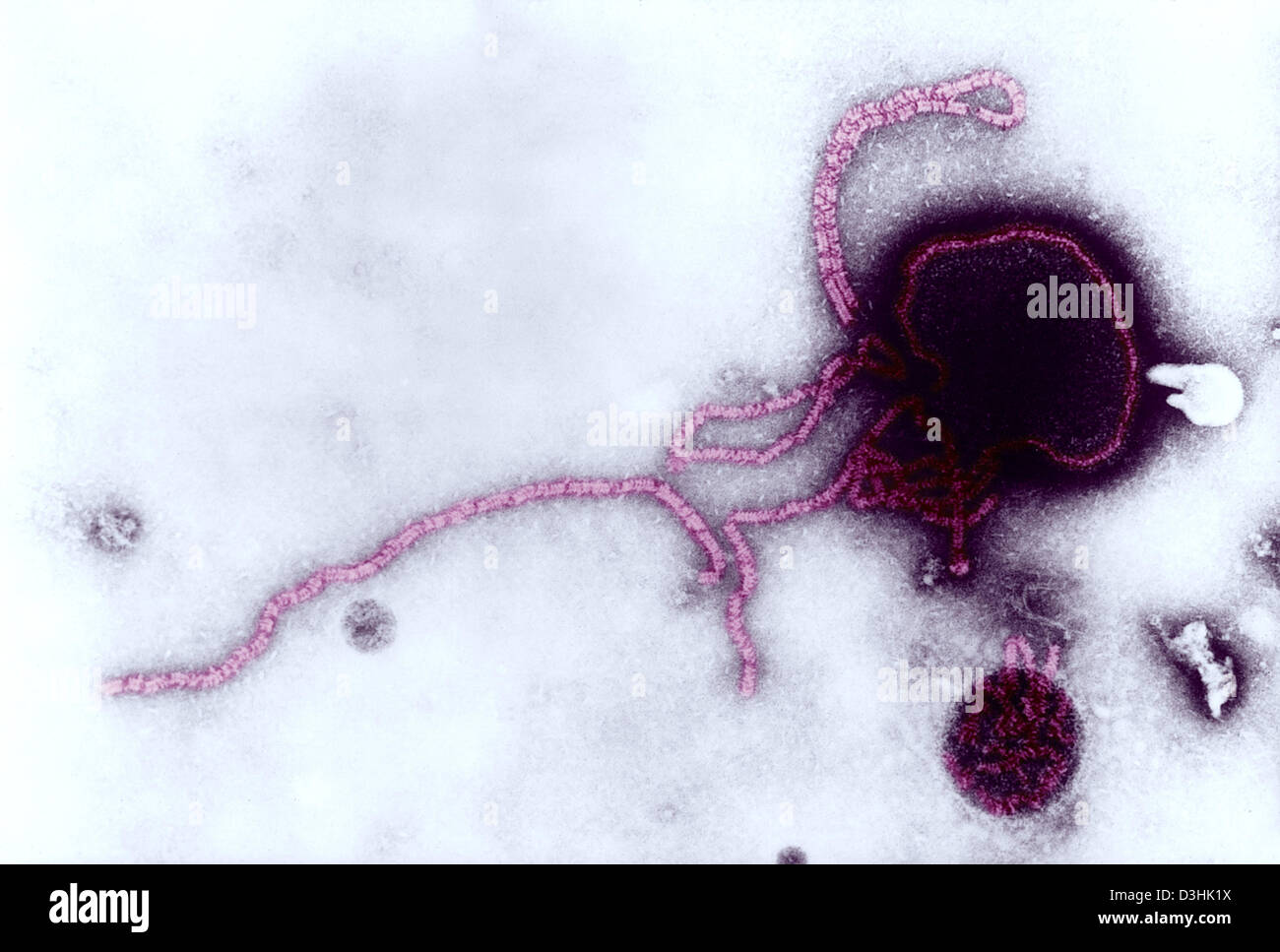 Parainfluenza virionen -Fotos und -Bildmaterial in hoher Auflösung – Alamy