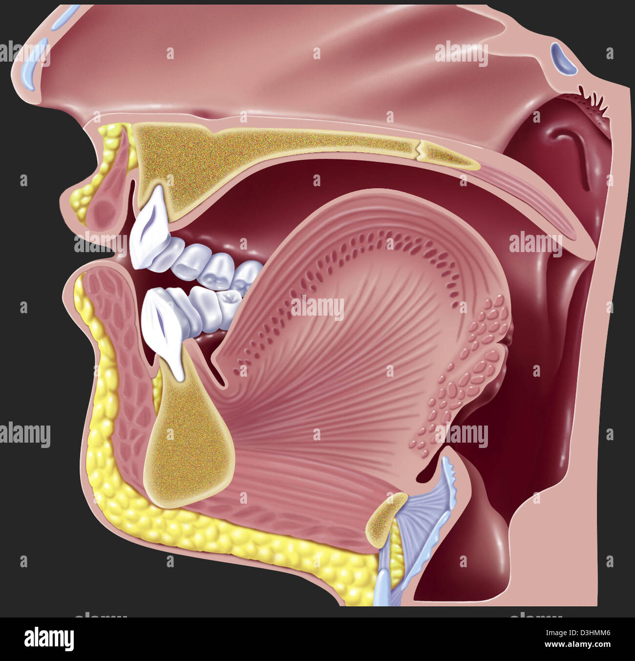 Gebiss Anatomie Zeichnung Stockfotos und -bilder Kaufen - Alamy