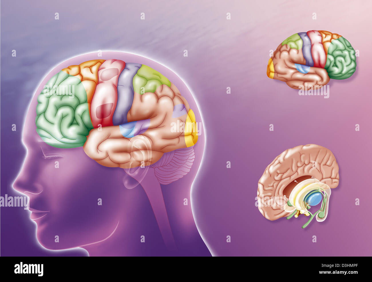 Somatosensorischer Cortex Stockfotos und -bilder Kaufen - Alamy