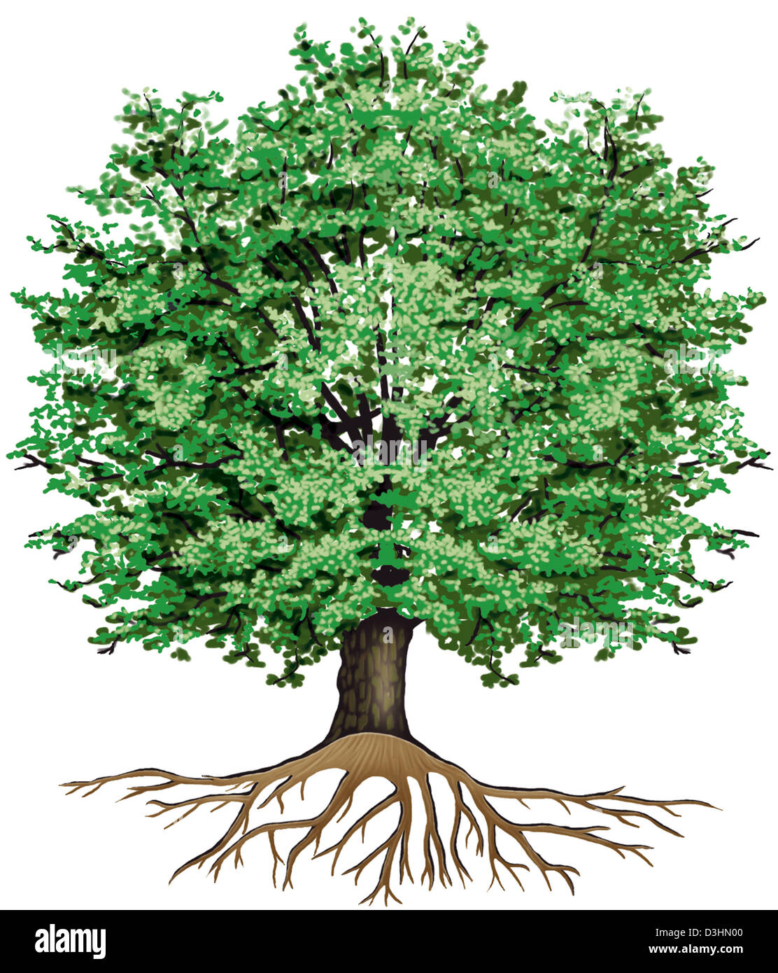 Zeder cedrus sp -Fotos und -Bildmaterial in hoher Auflösung – Alamy