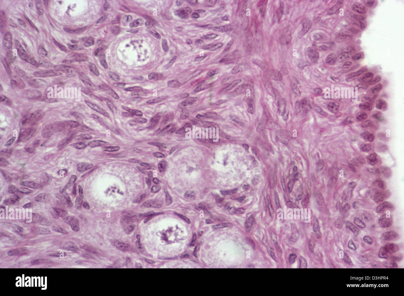 Ovarian follicle histology -Fotos und -Bildmaterial in hoher Auflösung ...
