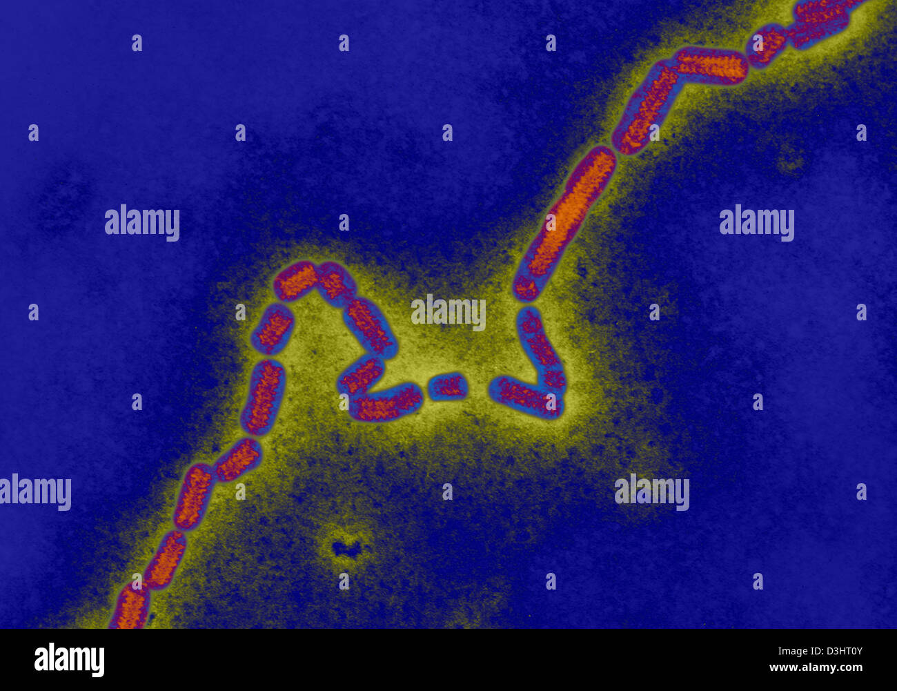 Parainfluenza virionen -Fotos und -Bildmaterial in hoher Auflösung – Alamy