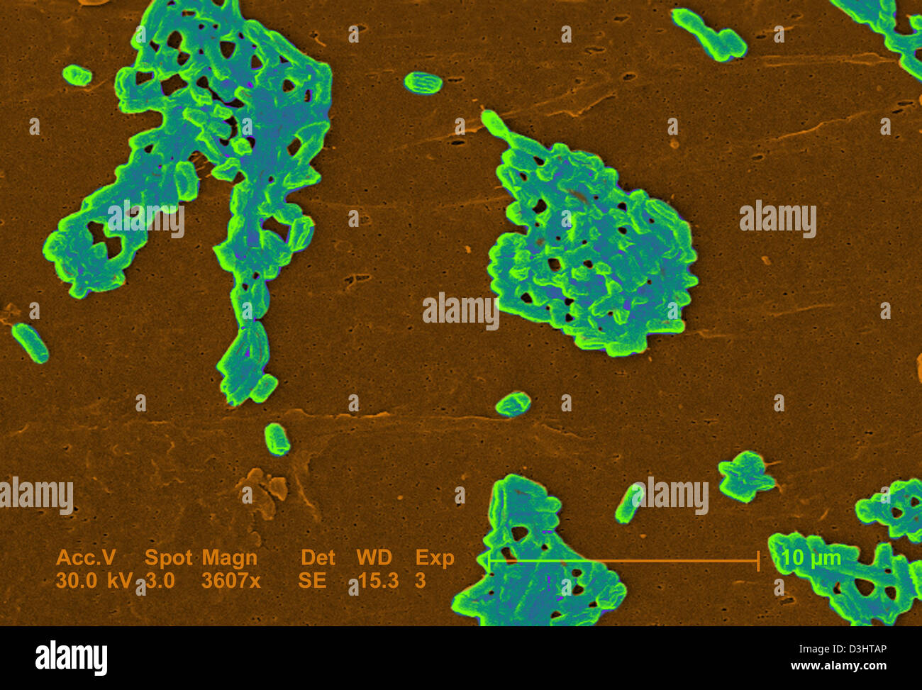 E coli Stockfotos und -bilder Kaufen - Alamy