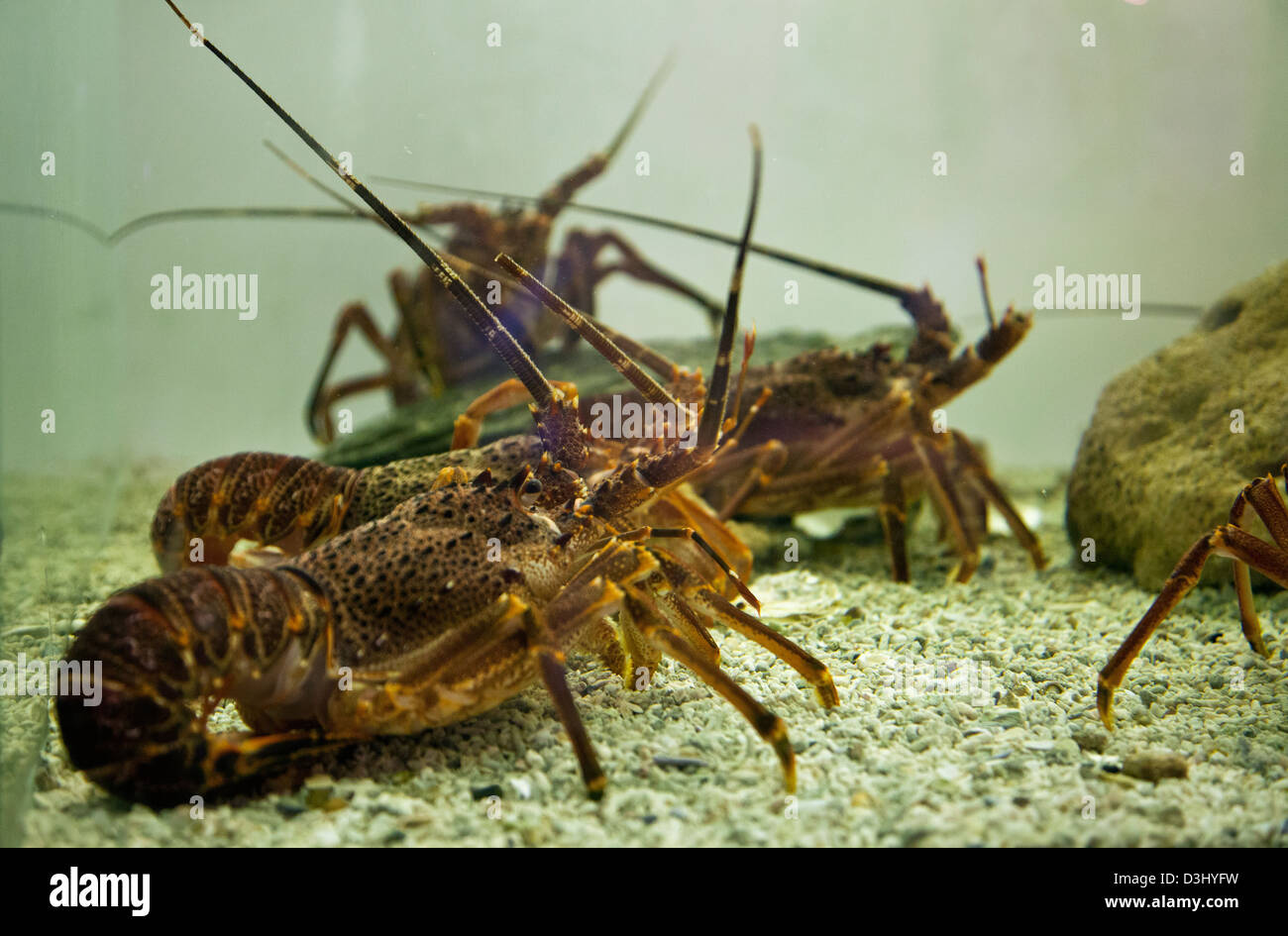 Lebende hummer im tank -Fotos und -Bildmaterial in hoher Auflösung – Alamy