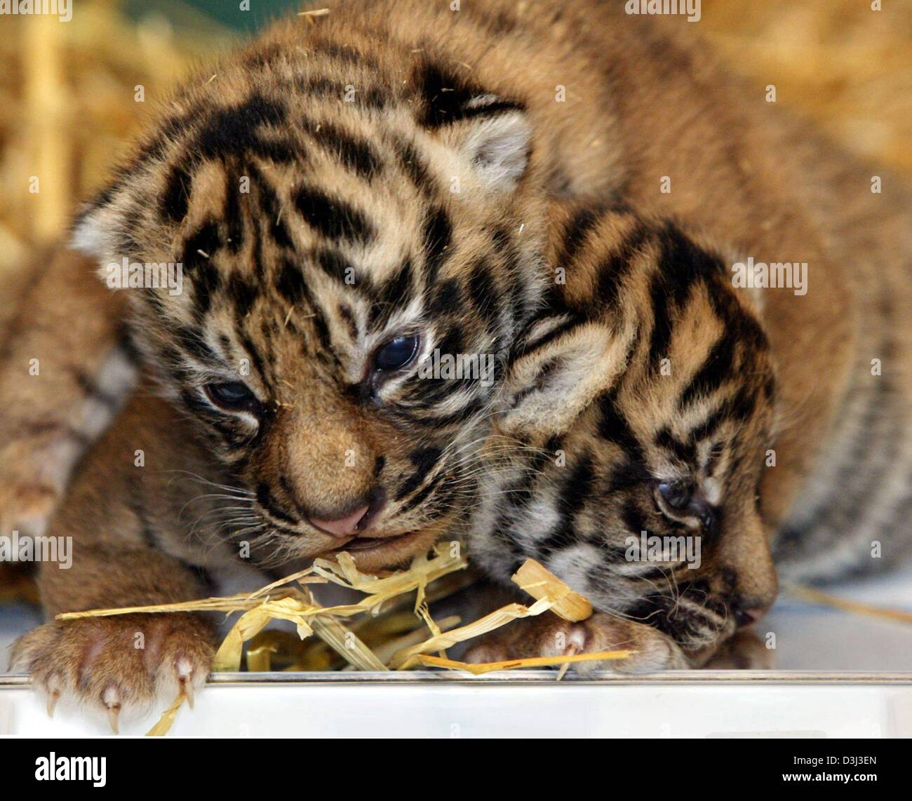 Zoo krefeld -Fotos und -Bildmaterial in hoher Auflösung - Seite 2 - Alamy