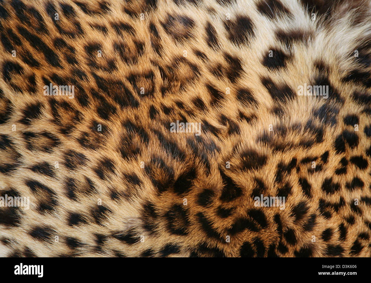 Vollbild-hochauflösende Aufnahme der Haut des Leoparden. Gut für eine ...