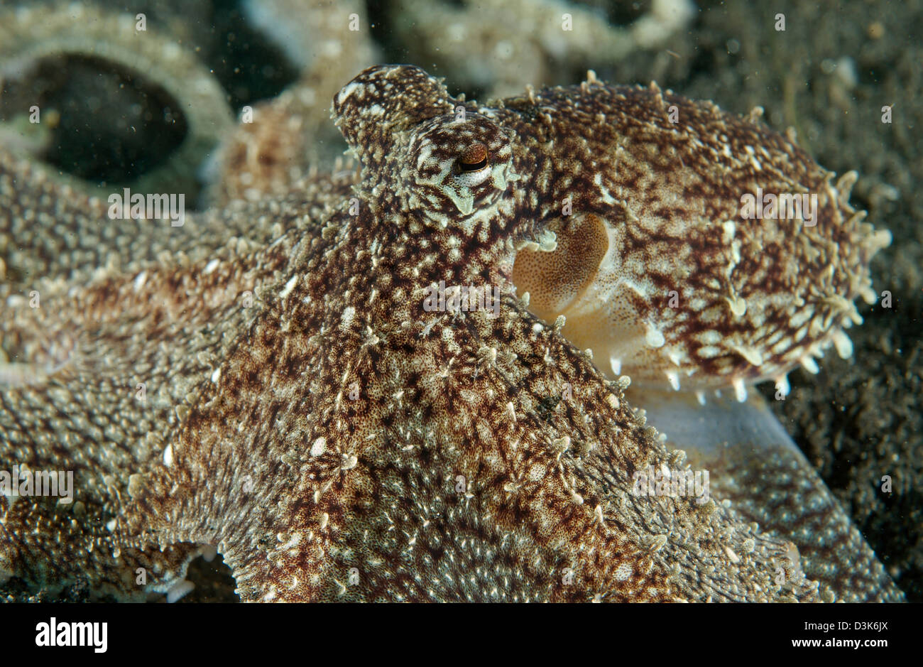 Mimic octopus (sulawesi) -Fotos und -Bildmaterial in hoher Auflösung ...