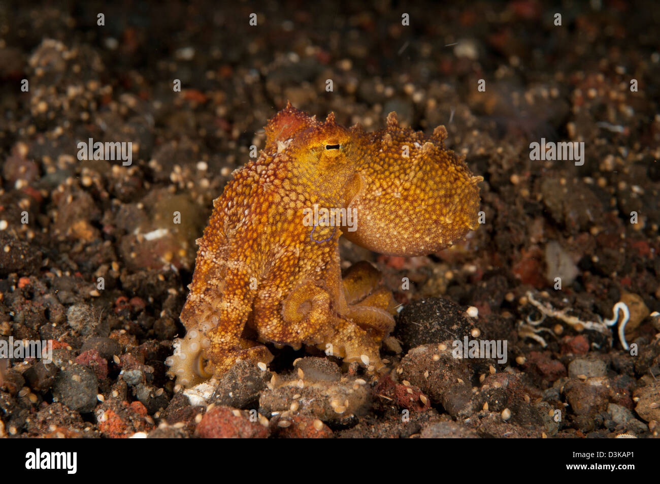 Octopus mototi -Fotos und -Bildmaterial in hoher Auflösung – Alamy