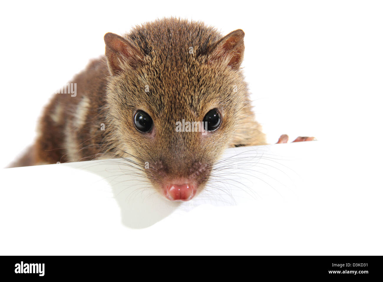 Vor Ort tailed Quoll spotted Tail Tiger Quoll Tigerkatze Dasyurus ...