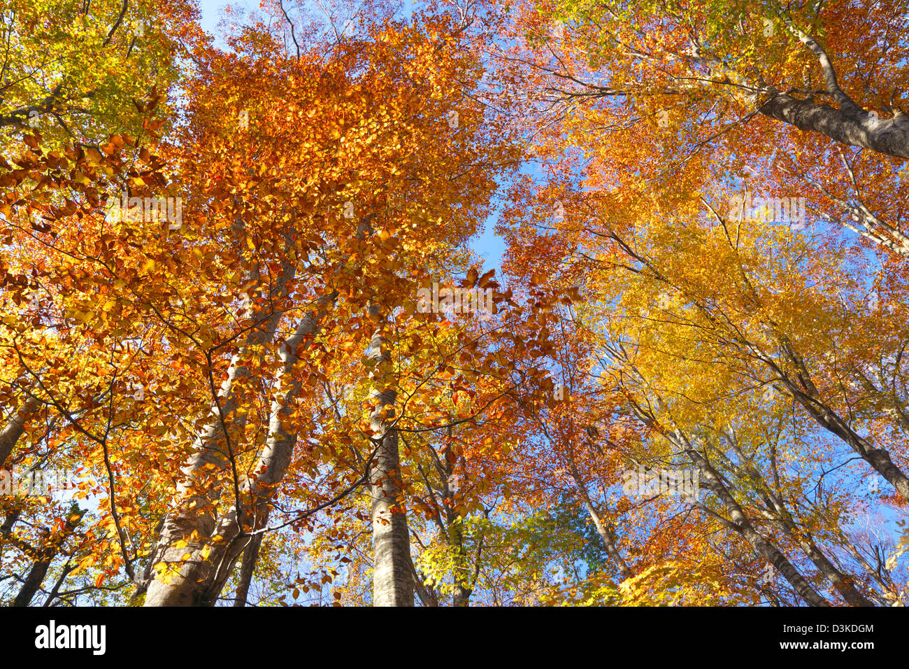 Beech forest -Fotos und -Bildmaterial in hoher Auflösung – Alamy