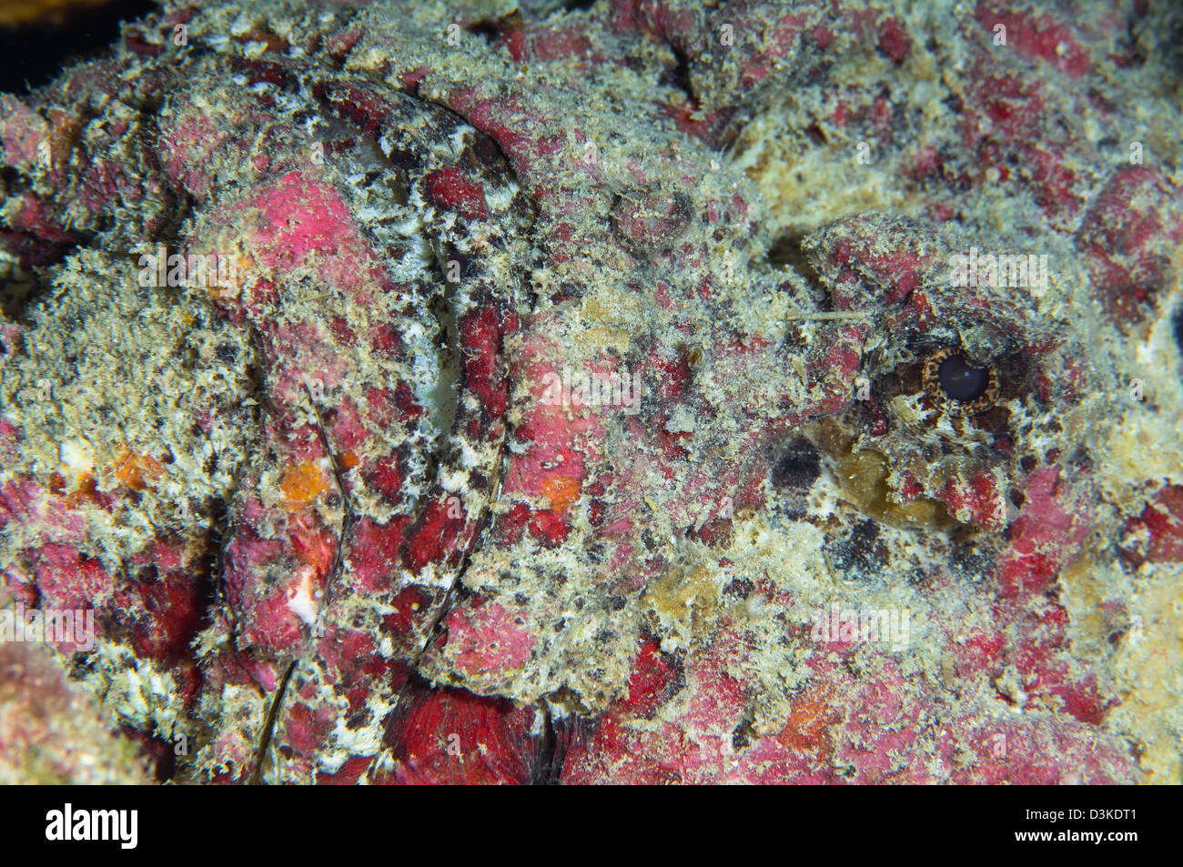 Stonefish Australia Stockfotos und -bilder Kaufen - Alamy
