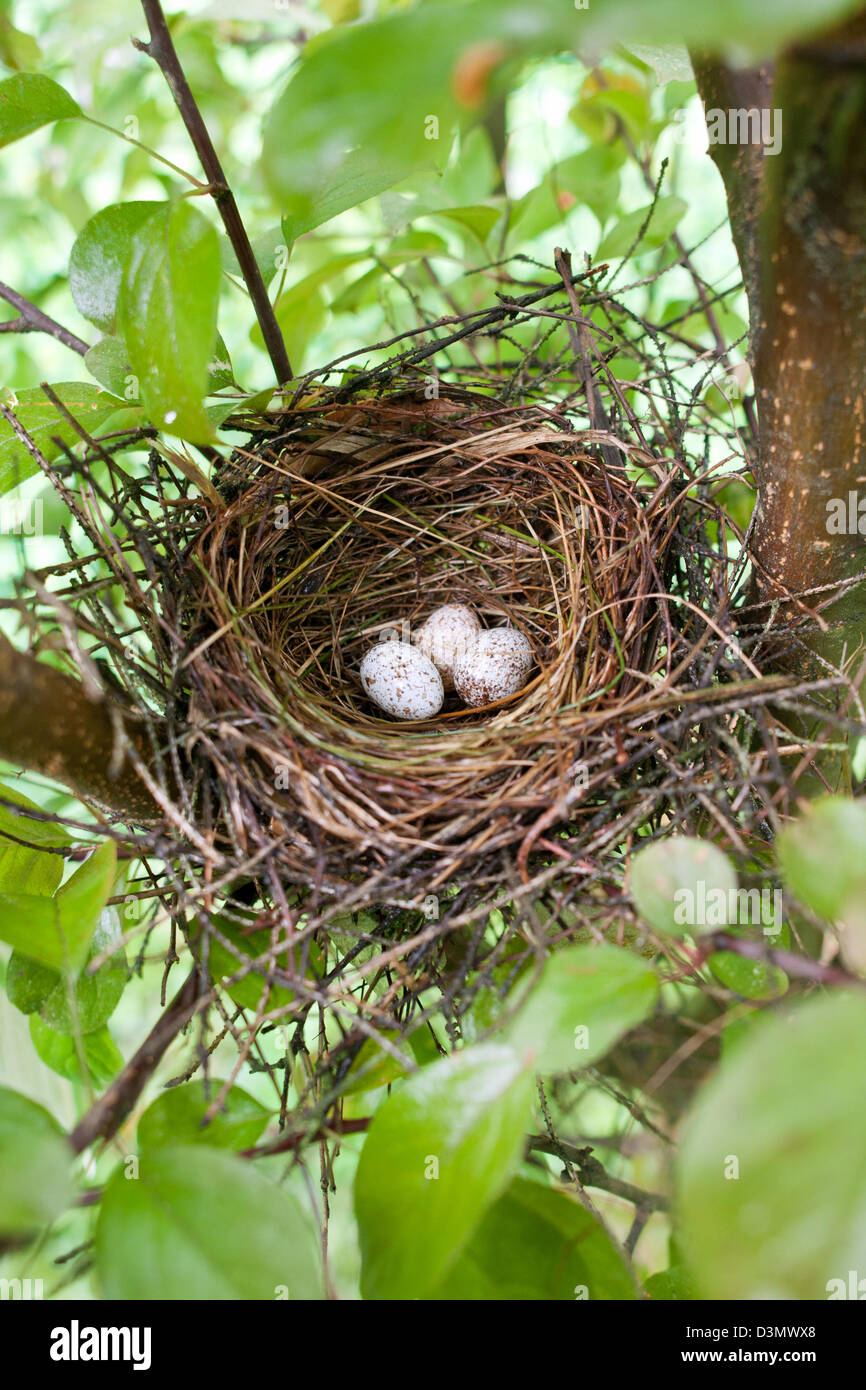 Vogelnester im baum -Fotos und -Bildmaterial in hoher Auflösung – Alamy