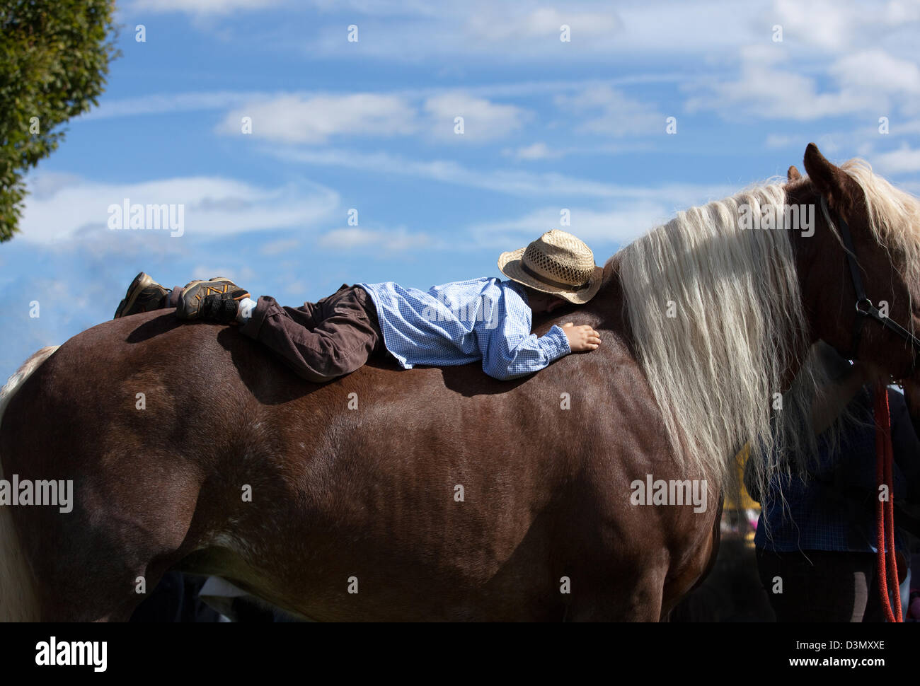 Tier kind junge fuchs pferd -Fotos und -Bildmaterial in hoher Auflösung ...