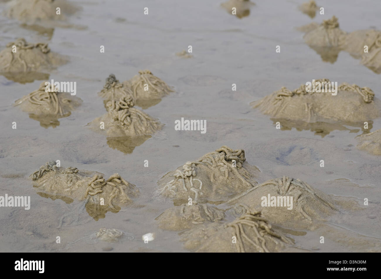 Burrows Der wattwurm oder sandworm, Arenicola marina, im Wattenmeer ...