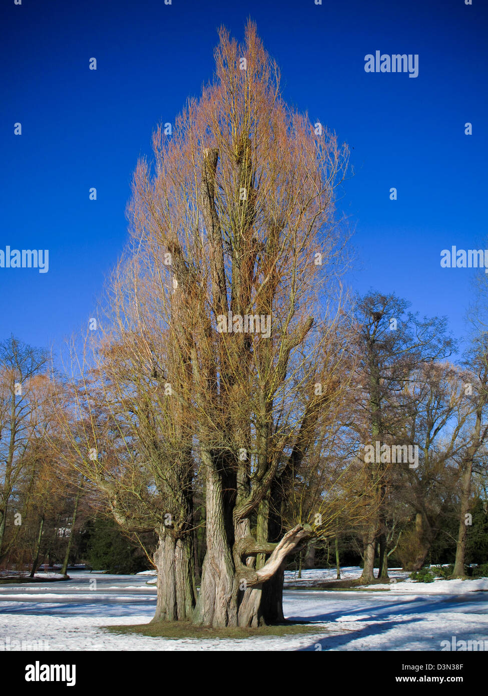 Baum Salix, Weide, fahl, Korbweide in einem Park in Frederiksberg ...