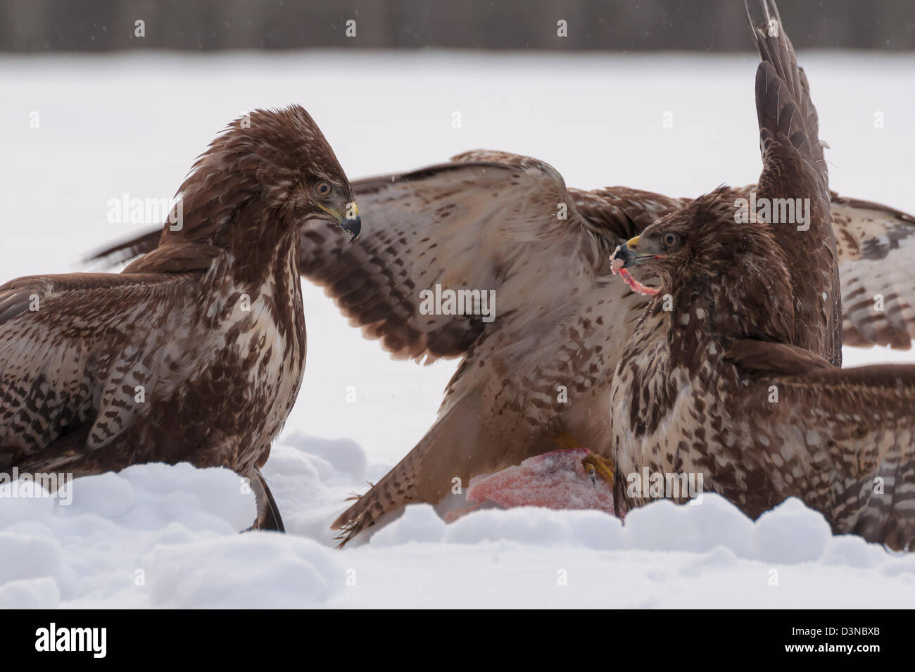 Bussard kampf -Fotos und -Bildmaterial in hoher Auflösung – Alamy