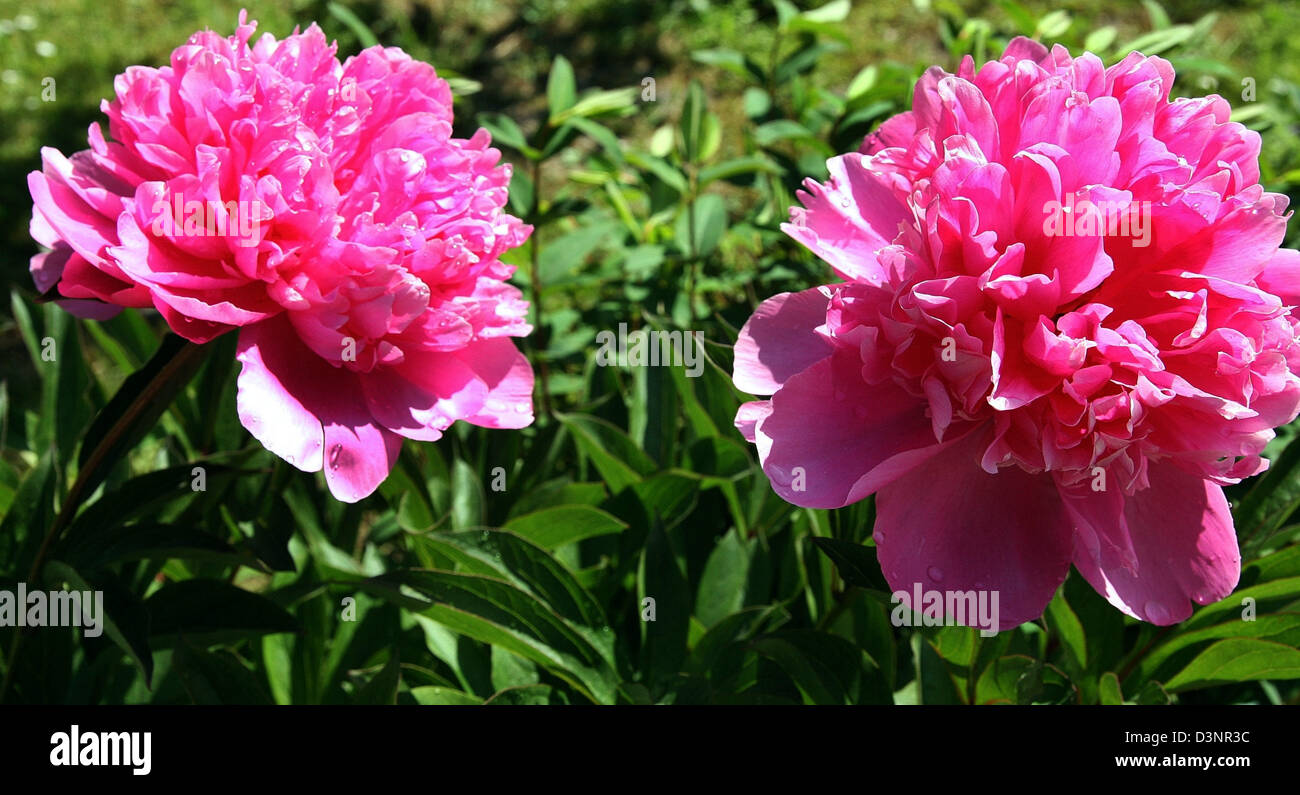 Das Bild zeigt zwei rosa Pfingstrosen (Lat. Paeonia) in voller Blüte in ...
