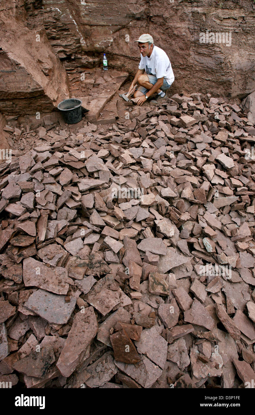 Permische fossilien -Fotos und -Bildmaterial in hoher Auflösung – Alamy