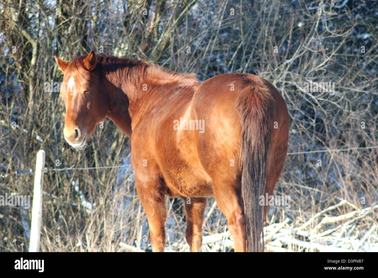 eine braune Pferd Stockfotografie - Alamy