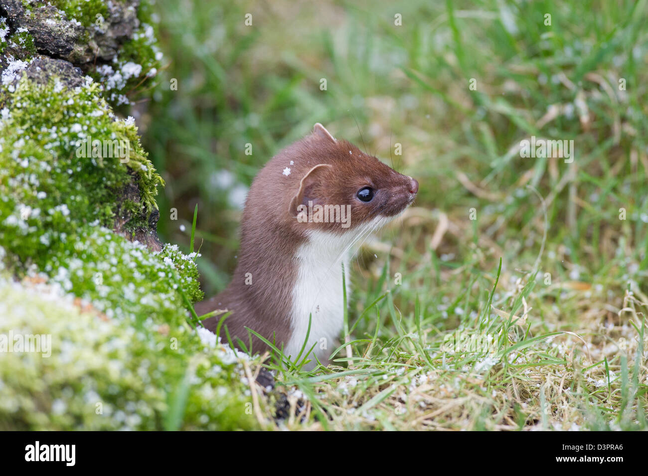 Hermelin im feld -Fotos und -Bildmaterial in hoher Auflösung – Alamy