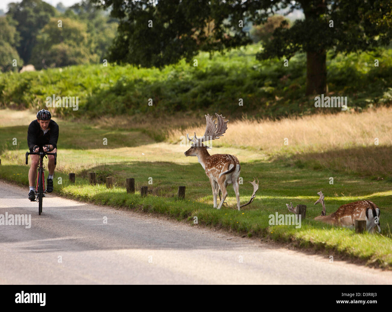 London Hirsch Stockfotos und -bilder Kaufen - Alamy