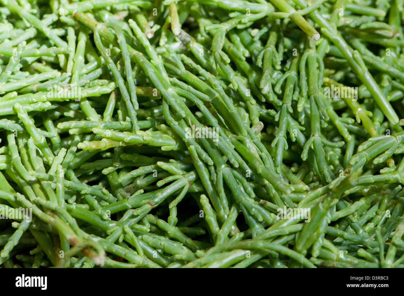 Golden samphire -Fotos und -Bildmaterial in hoher Auflösung – Alamy