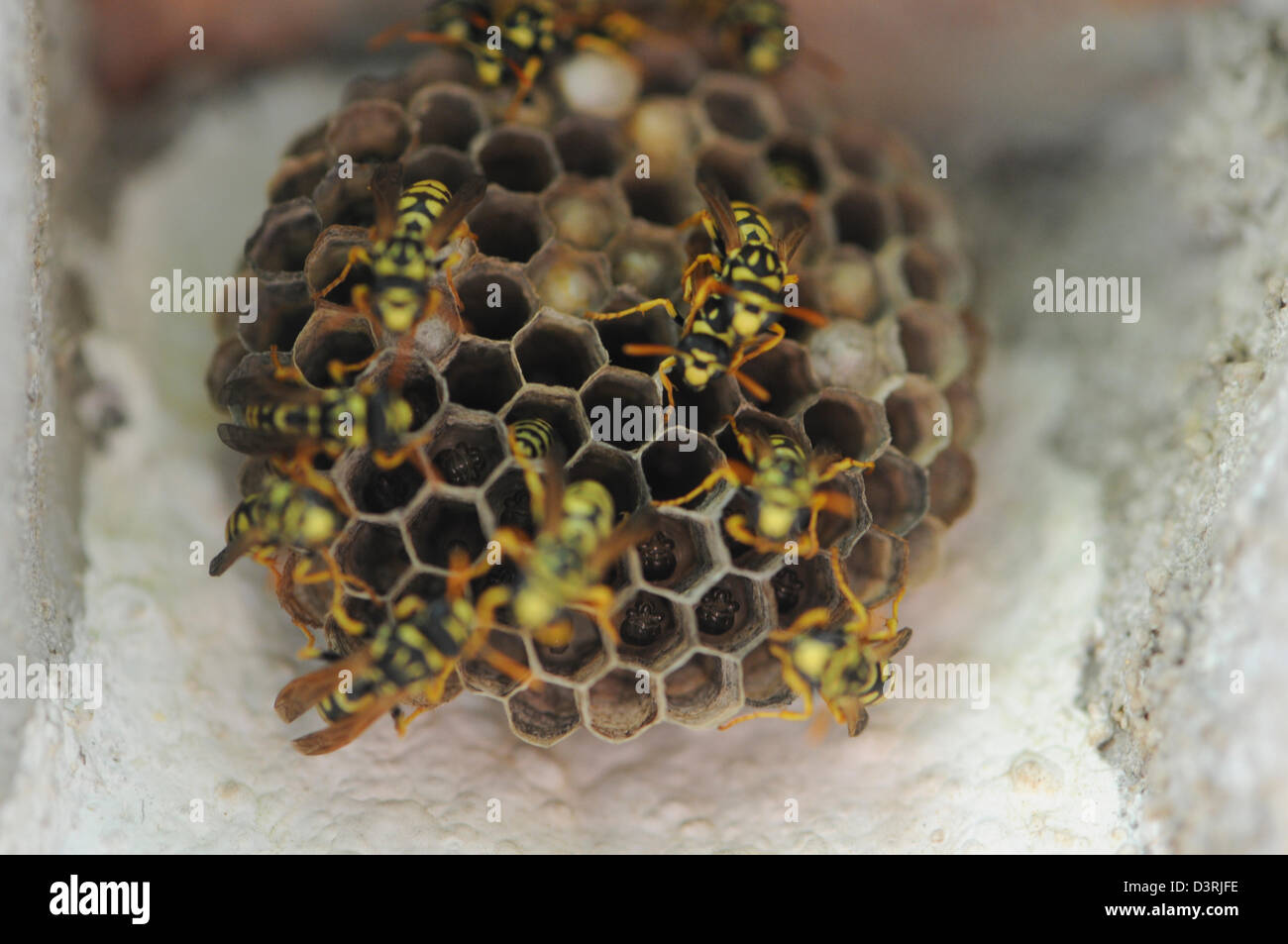 Nester pflegen -Fotos und -Bildmaterial in hoher Auflösung – Alamy